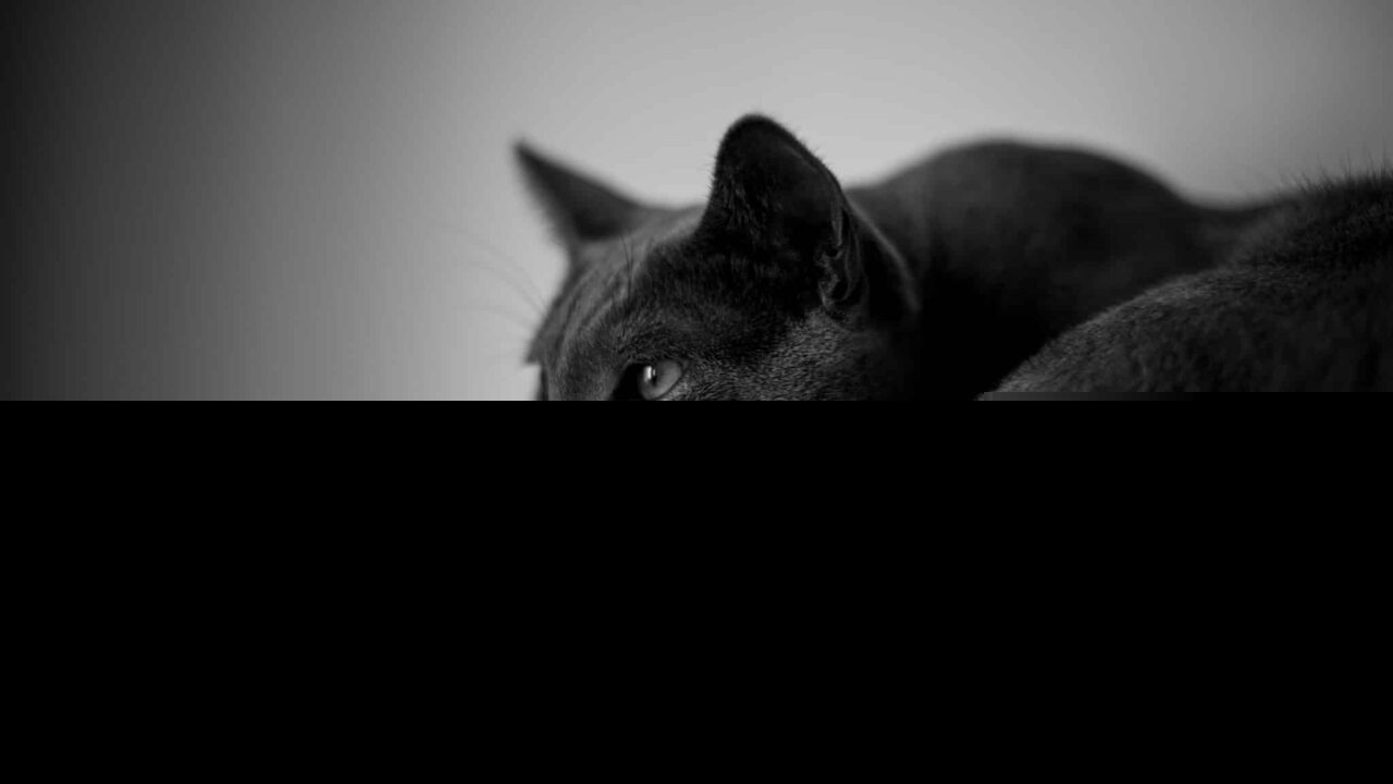 Tips for Editing Cat Photos | Learn Photography by Zoner Photo Studio