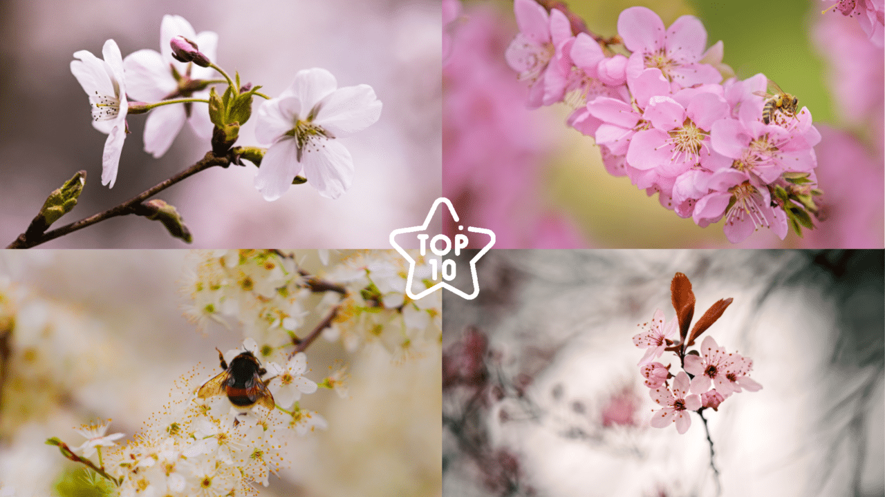 TOP 10 Photos from Our Readers – Theme: Spring Awakening | Learn ...