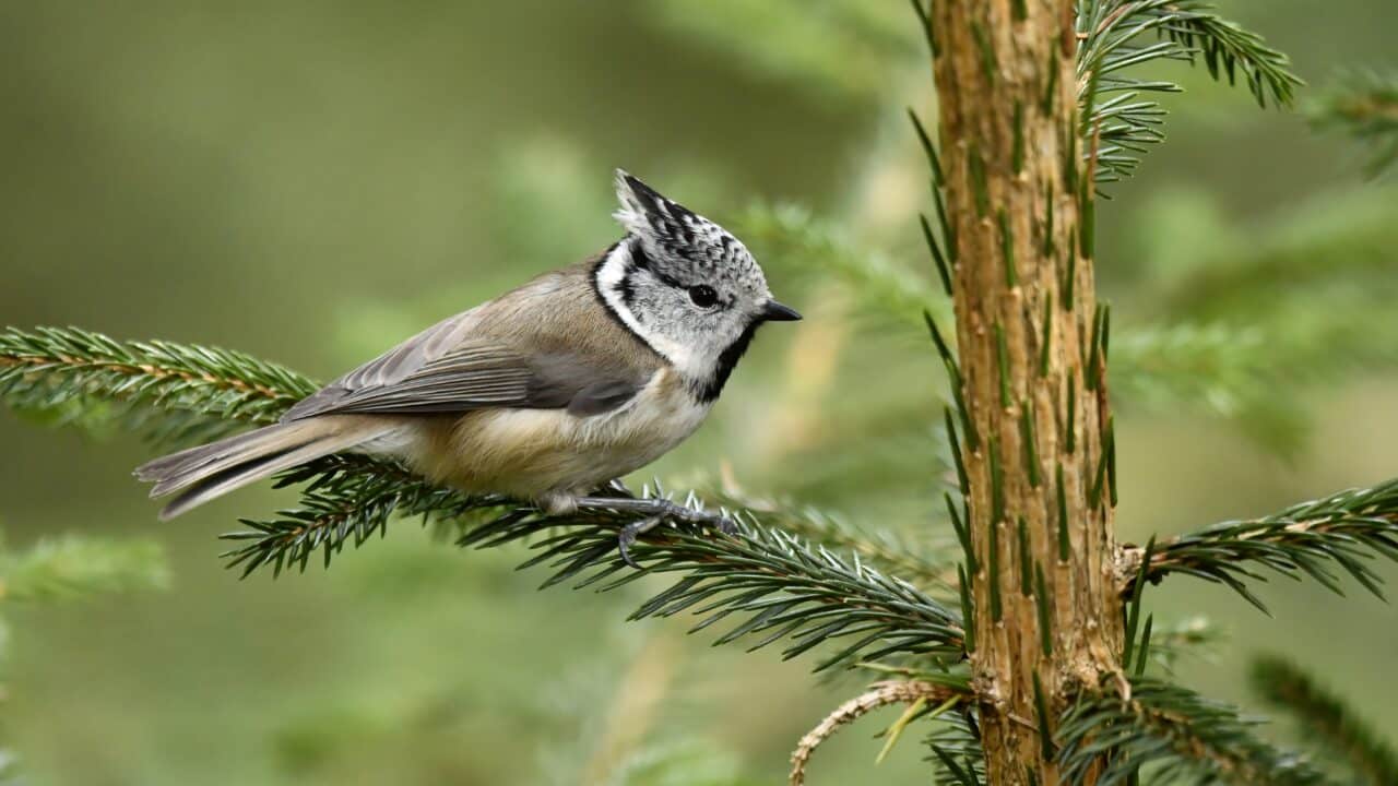 Photo Story: The Crested Tit | Learn Photography by Zoner Studio