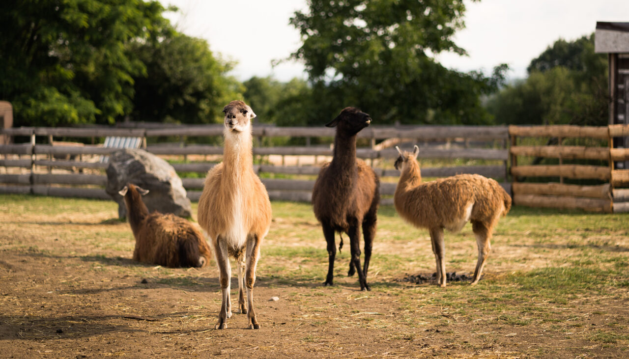 Down on the Farm Photography: Farm Animals as Photography Models ...